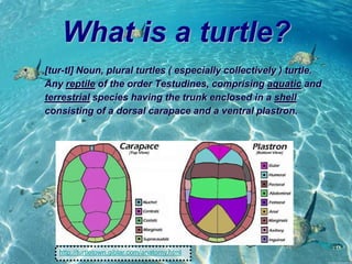 Turtles | PPT