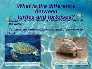 Turtles | PPT