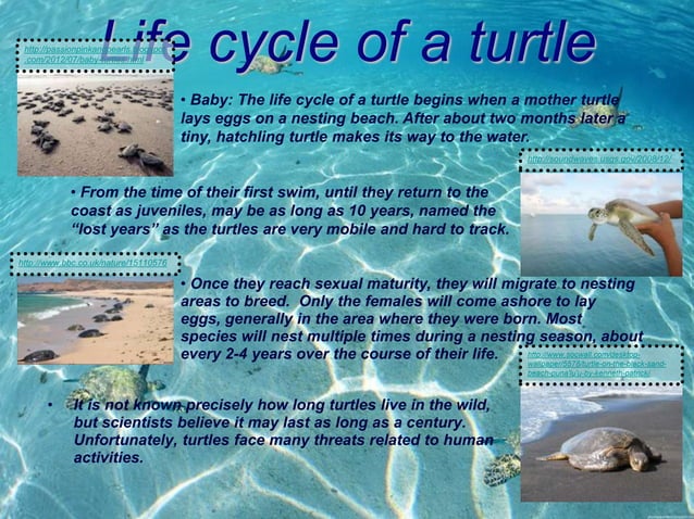Turtles | PPT
