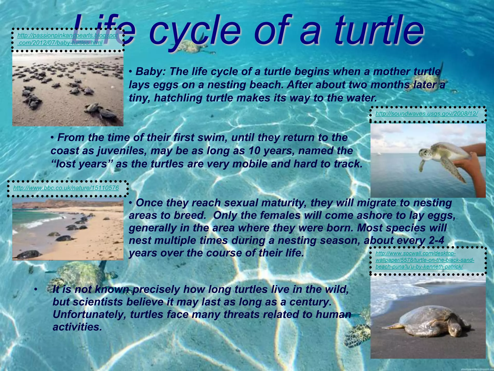 Turtles | PPT