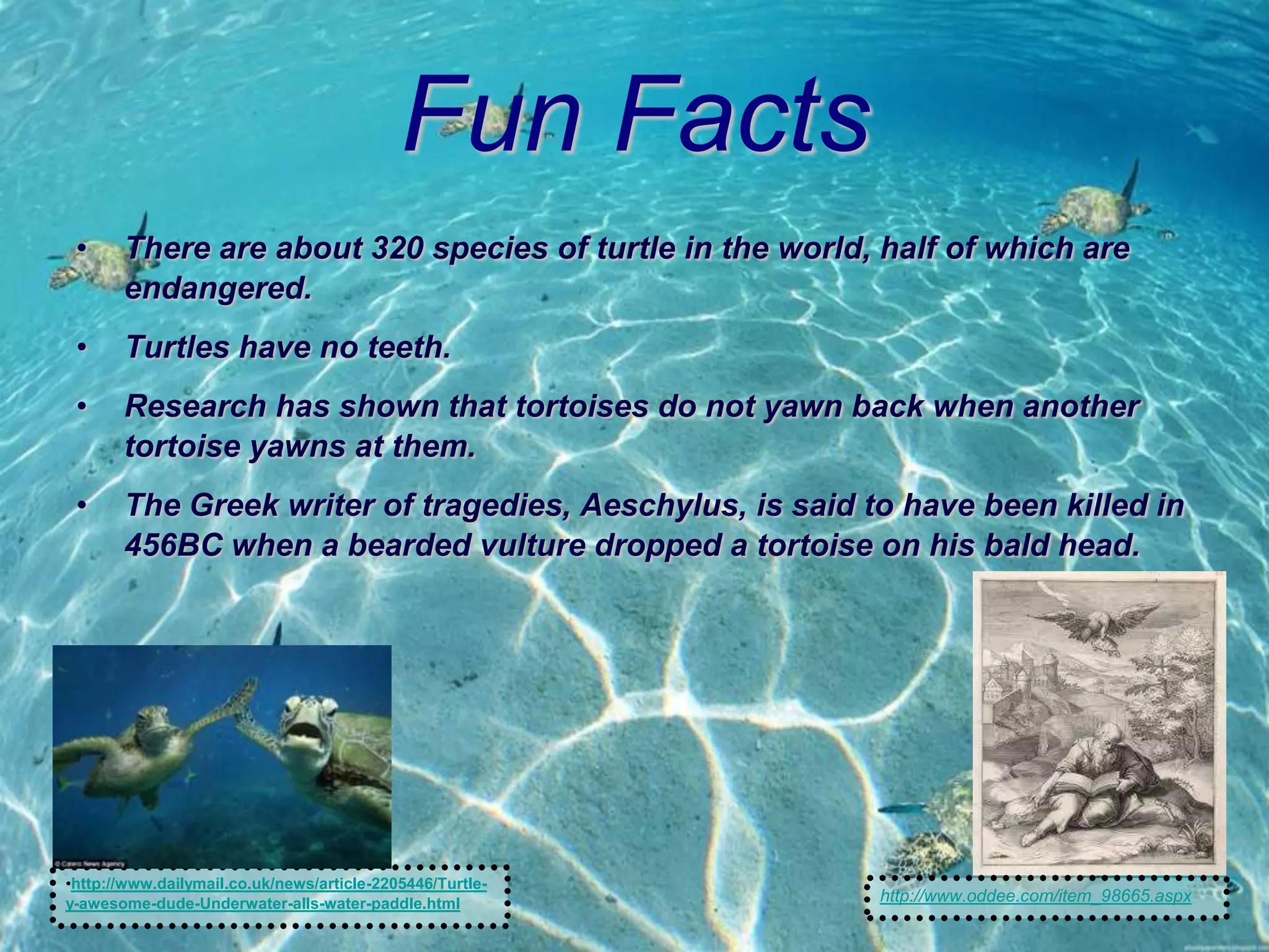 Turtles | PPT