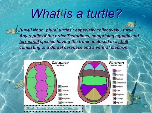 Turtles | PPT