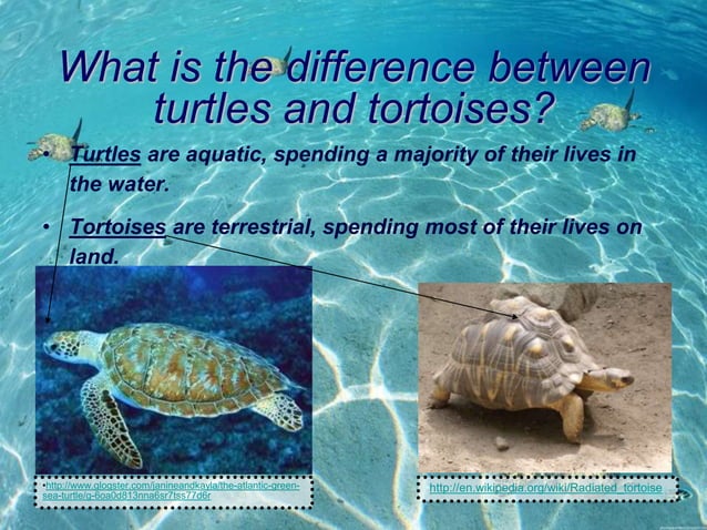 Turtles | PPT