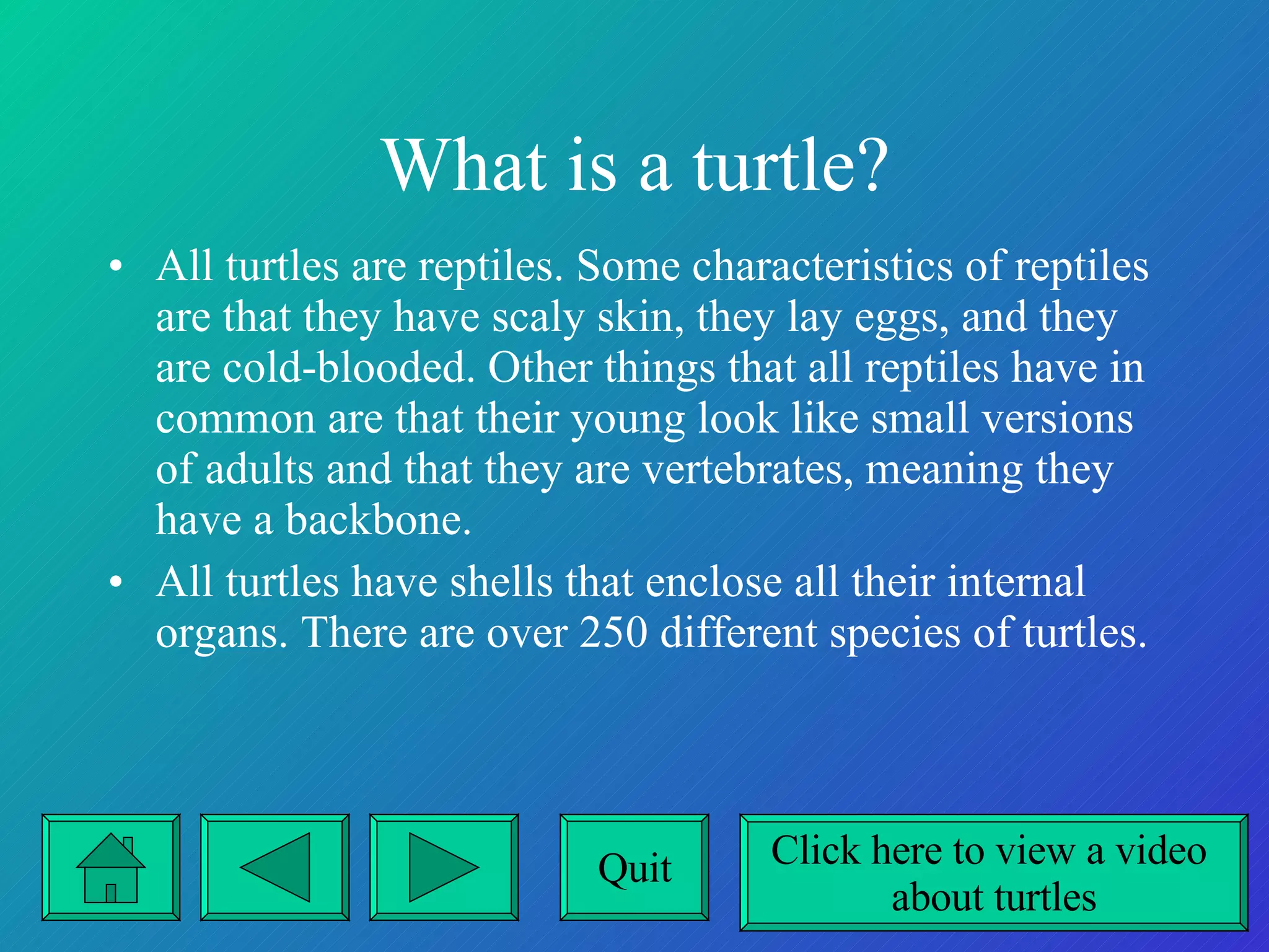 Turtles ED 205 IPP | PPT