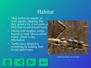 Turtles ED 205 IPP | PPT