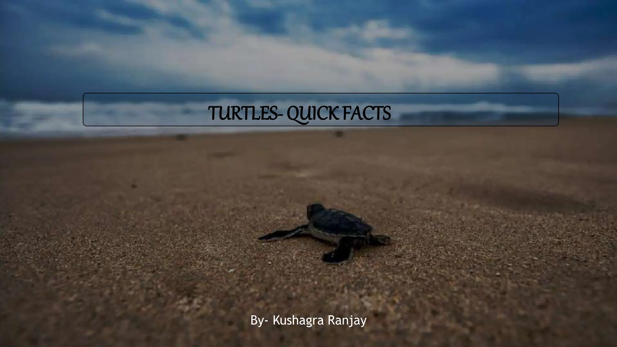 Turtles!- quick facts | PPT