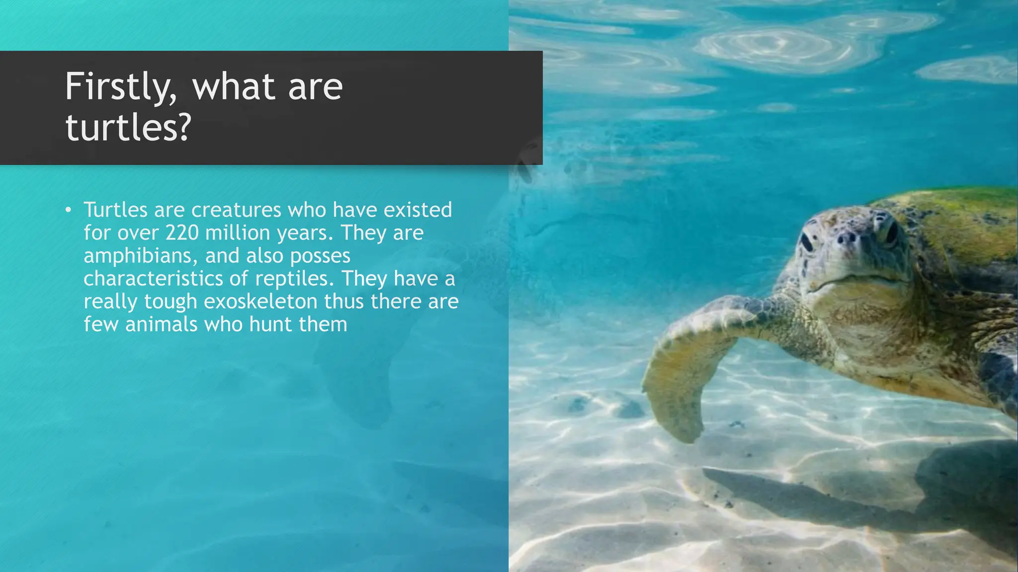 Turtles!- quick facts | PPT