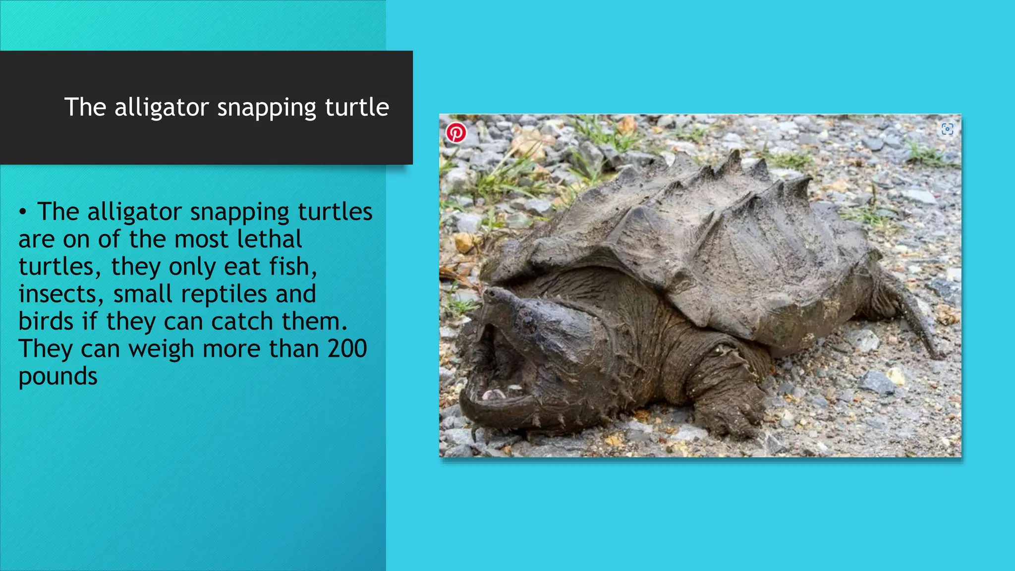 Turtles!- quick facts | PPT