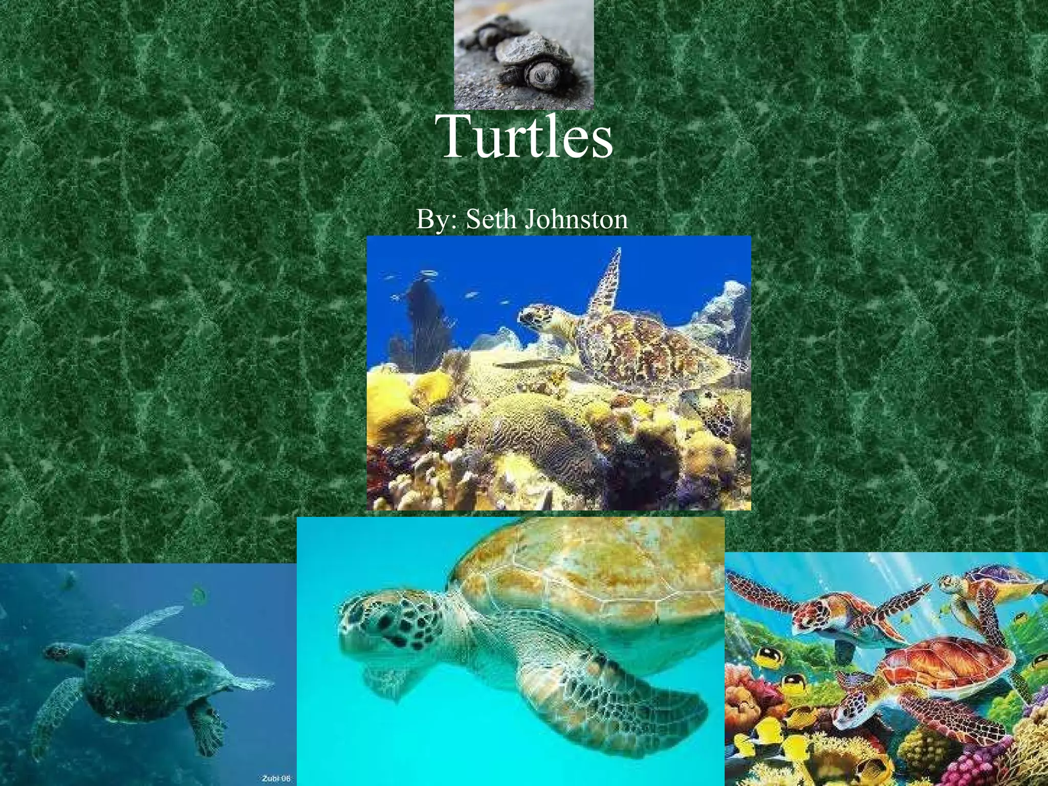 Turtles2 | PPT