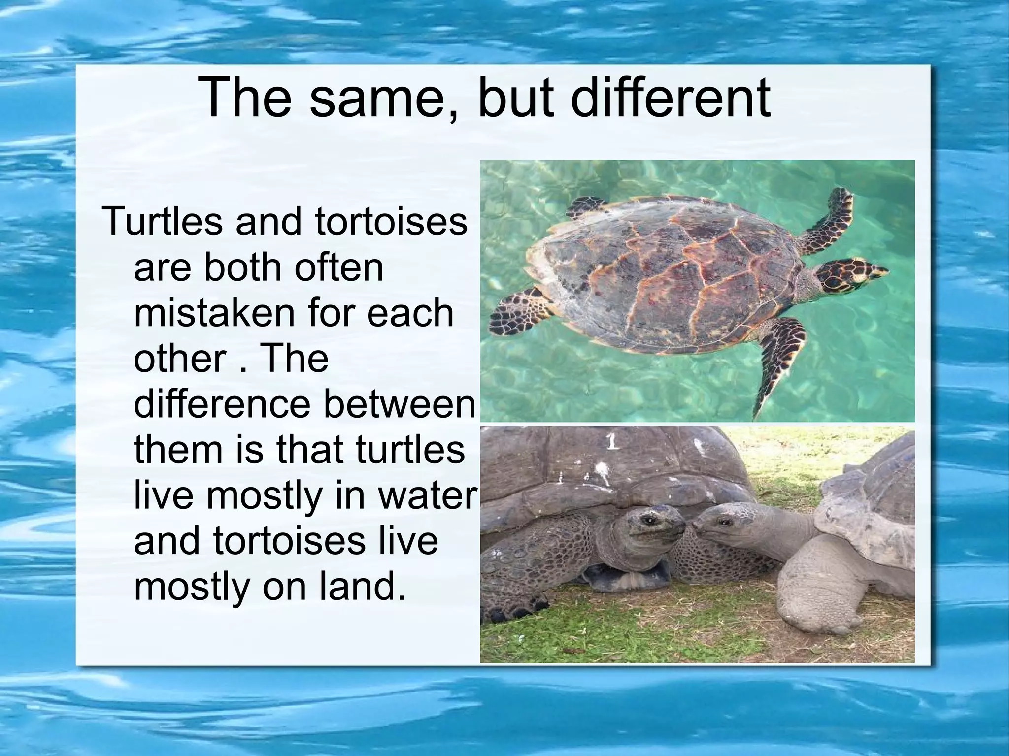 Turtles and tortoises kateri 6b | PPT