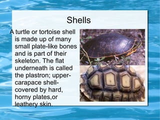 Turtles and tortoises kateri 6b | PPT