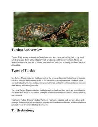 Turtles_ An Overview.pdf