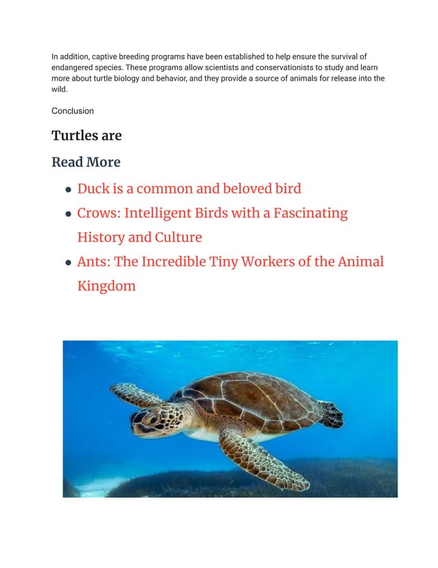 Turtles_ An Overview.pdf