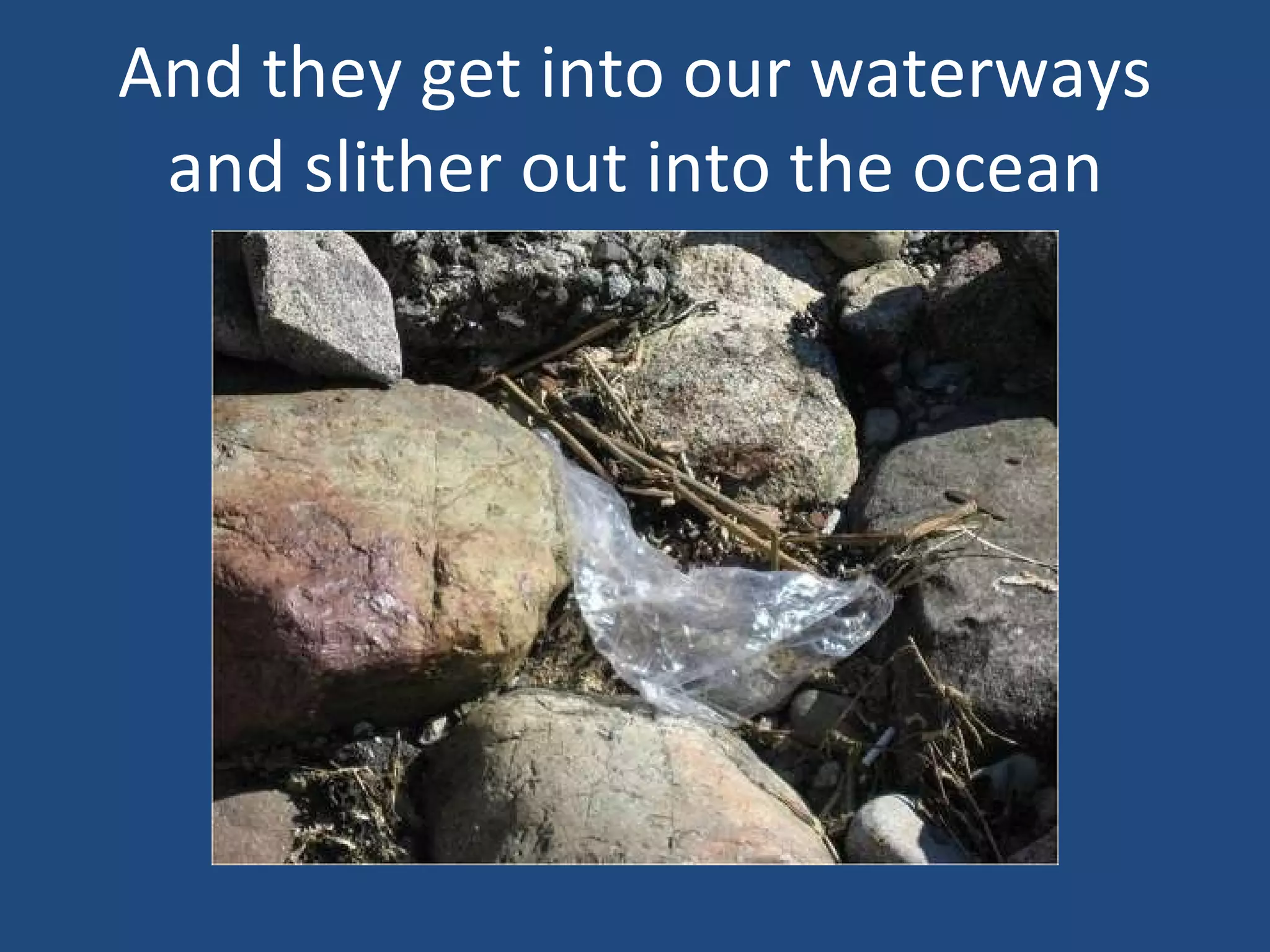 Turtles Pooping Plastic | PPT