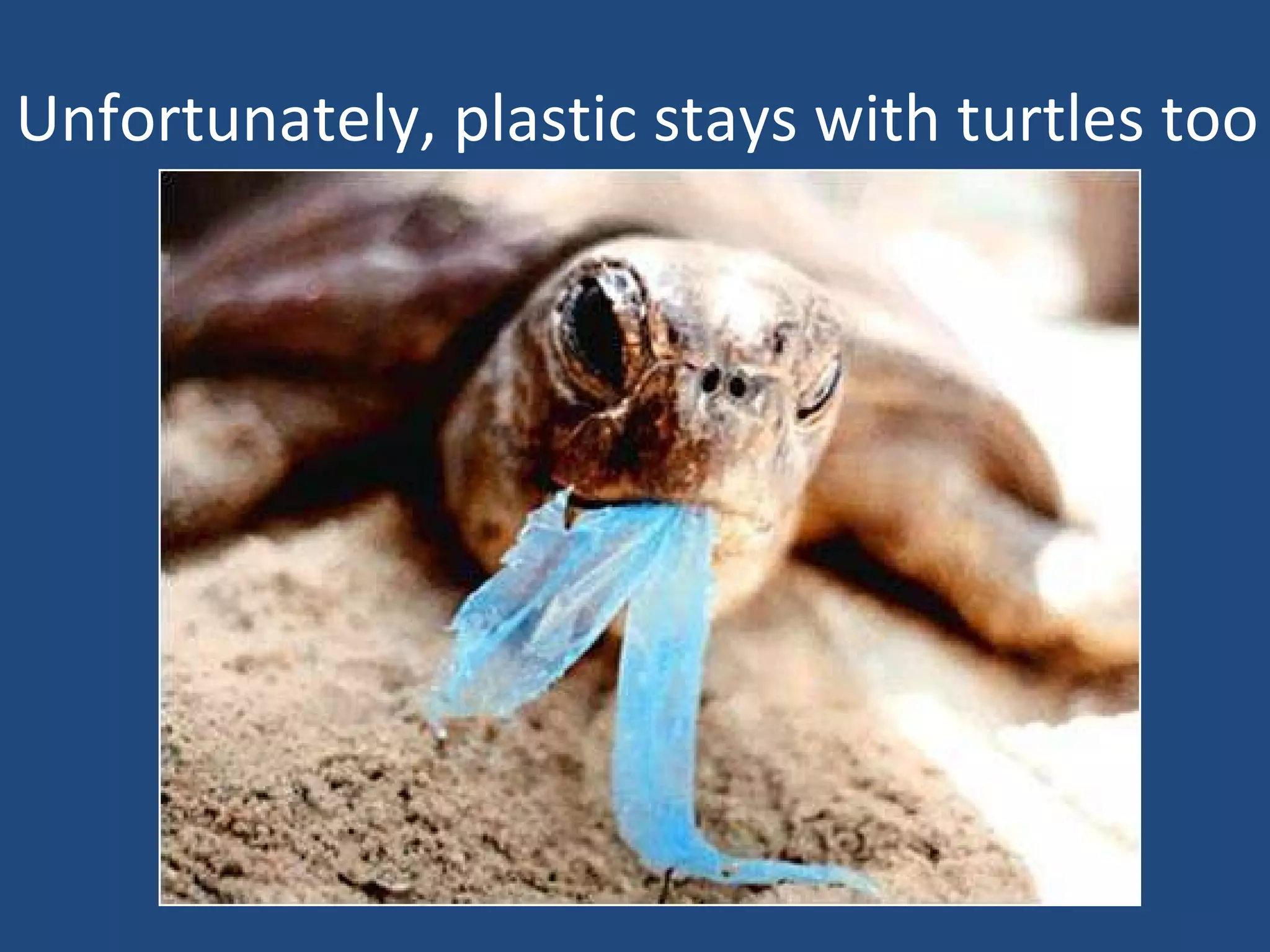 Turtles Pooping Plastic | PPT