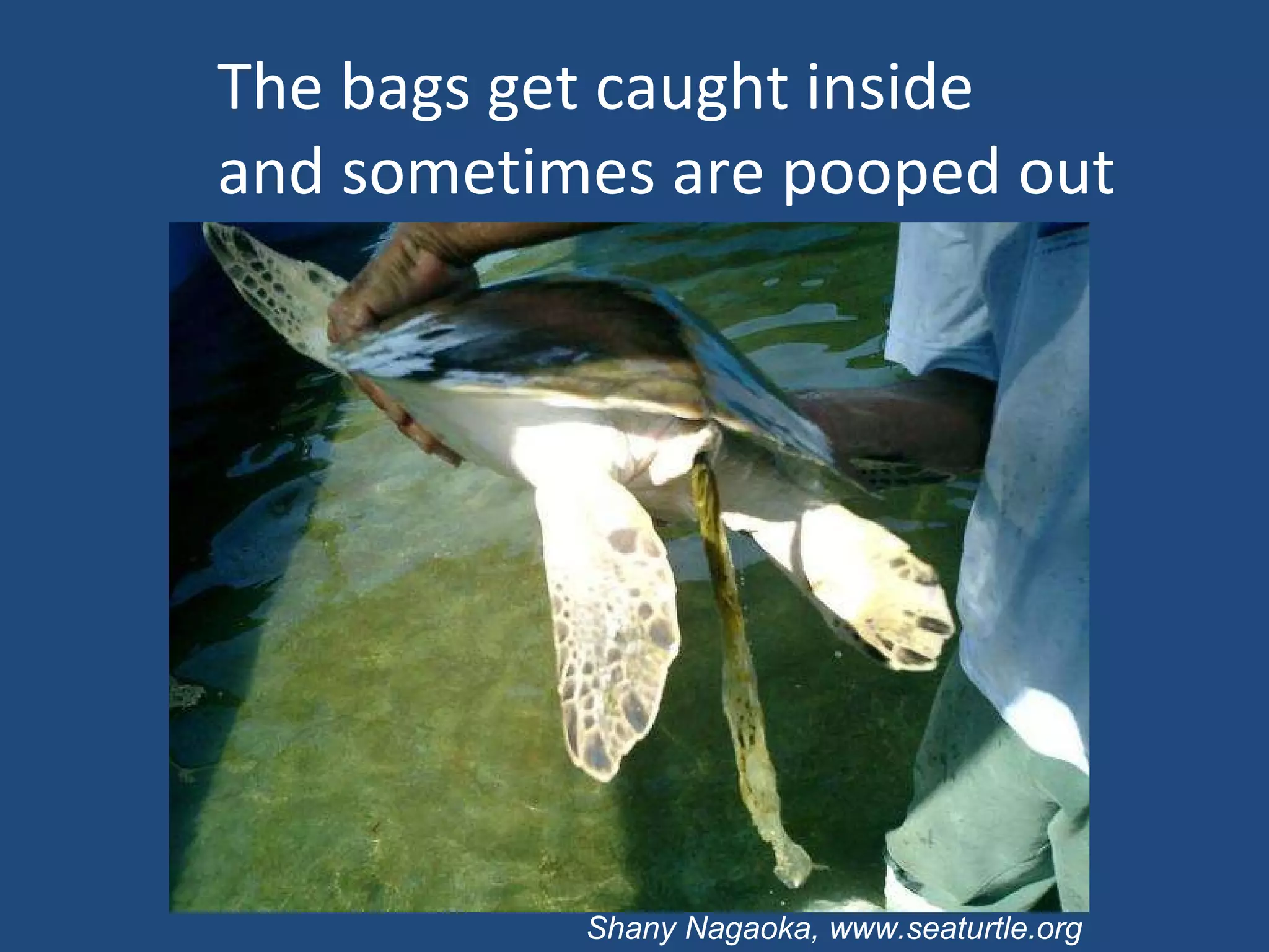 Turtles Pooping Plastic | PPT