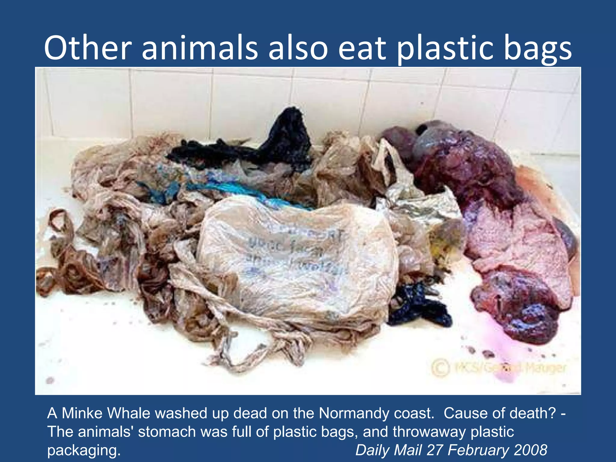 Turtles Pooping Plastic | PPT