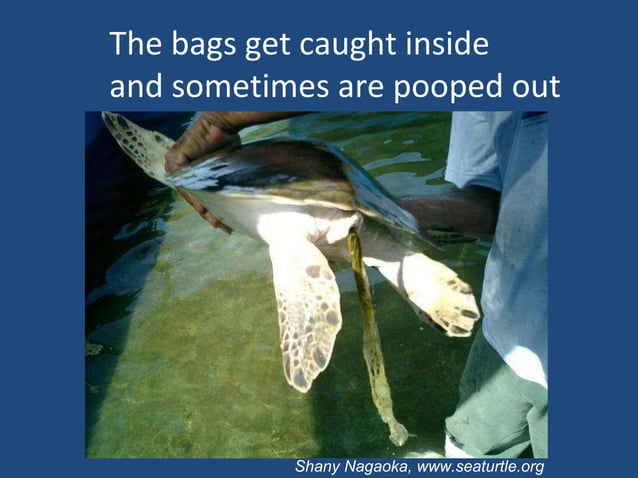 Turtles Pooping Plastic | PPT