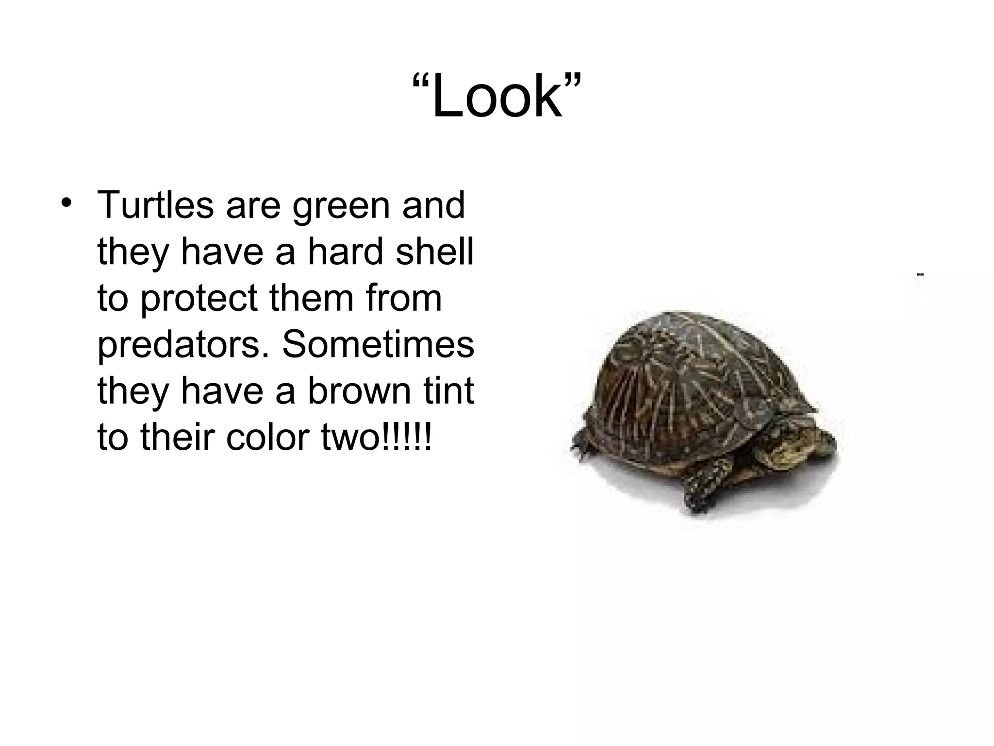 Turtles practice | PPT