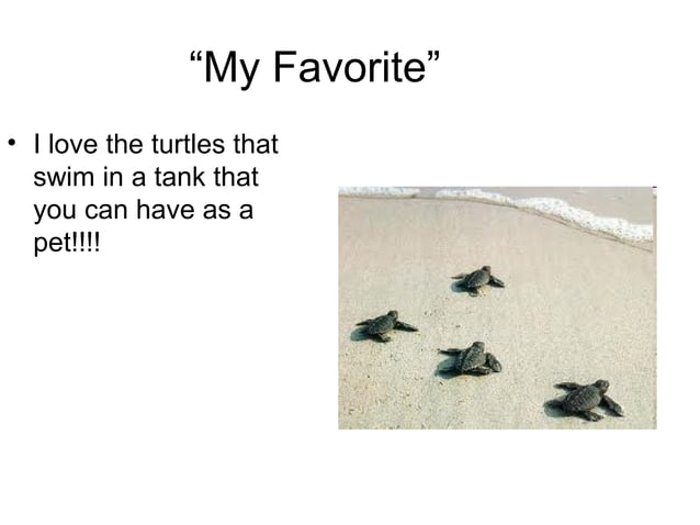 Turtles practice | PPT