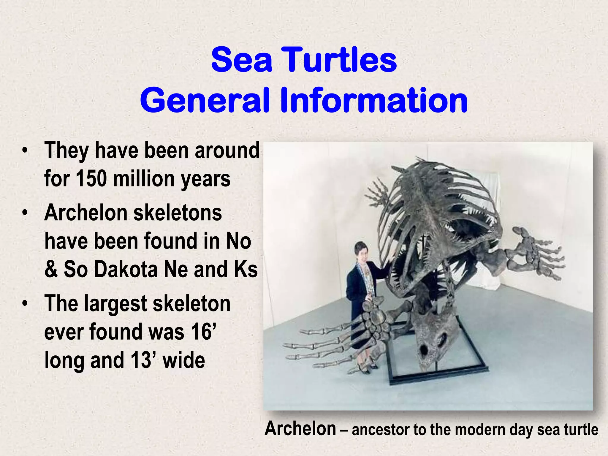 Turtle talk 2014 | PPTX