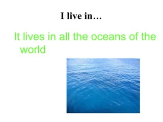 Turtle Who Am I | PPT