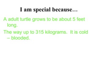 Turtle Who Am I | PPT