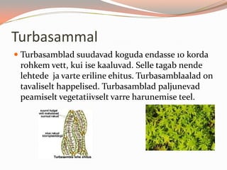 Turvas - Koonga tähtsaim loodusvara | PPT