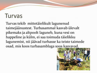 Turvas - Koonga tähtsaim loodusvara | PPTX