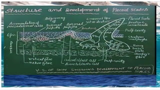 Fish Scales by Tusshar Garg.pptx placoid cosmoid ganoid cycloid ctenoid ...