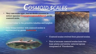 Fish Scales by Tusshar Garg.pptx placoid cosmoid ganoid cycloid ctenoid ...