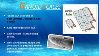 Fish Scales by Tusshar Garg.pptx placoid cosmoid ganoid cycloid ctenoid ...
