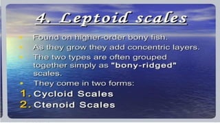 Fish Scales by Tusshar Garg.pptx placoid cosmoid ganoid cycloid ctenoid ...