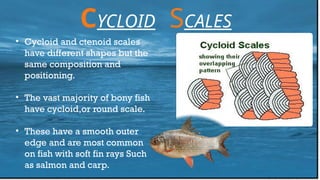 Fish Scales by Tusshar Garg.pptx placoid cosmoid ganoid cycloid ctenoid ...