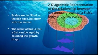 Fish Scales by Tusshar Garg.pptx placoid cosmoid ganoid cycloid ctenoid ...