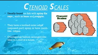 Fish Scales by Tusshar Garg.pptx placoid cosmoid ganoid cycloid ctenoid ...