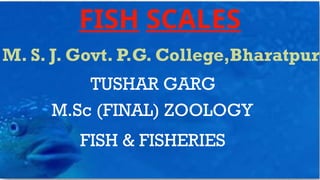 Fish Scales by Tusshar Garg.pptx placoid cosmoid ganoid cycloid ctenoid ...
