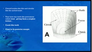 Fish Scales by Tusshar Garg.pptx placoid cosmoid ganoid cycloid ctenoid ...