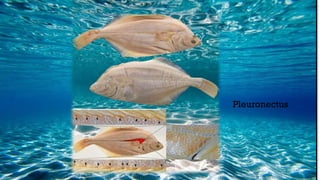 Fish Scales by Tusshar Garg.pptx placoid cosmoid ganoid cycloid ctenoid ...