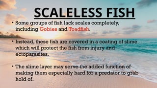 Fish Scales by Tusshar Garg.pptx placoid cosmoid ganoid cycloid ctenoid ...