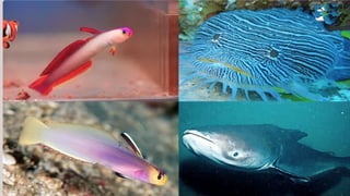 Fish Scales by Tusshar Garg.pptx placoid cosmoid ganoid cycloid ctenoid ...