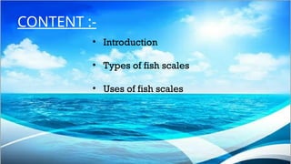 Fish Scales by Tusshar Garg.pptx placoid cosmoid ganoid cycloid ctenoid ...