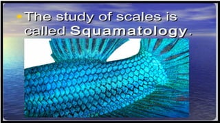 Fish Scales by Tusshar Garg.pptx placoid cosmoid ganoid cycloid ctenoid ...