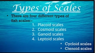 Fish Scales by Tusshar Garg.pptx placoid cosmoid ganoid cycloid ctenoid ...