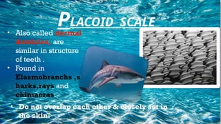 Fish Scales by Tusshar Garg.pptx placoid cosmoid ganoid cycloid ctenoid ...