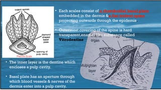 Fish Scales by Tusshar Garg.pptx placoid cosmoid ganoid cycloid ctenoid ...