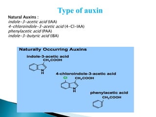 Molecular And Biochemical Steps In Synthesis Of Auxin In Plant | PPTX