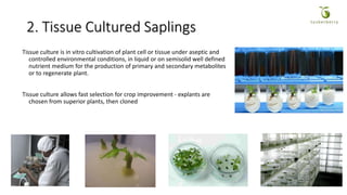 Tusker Berry ( Agri Ventures ) 2018 | PPT