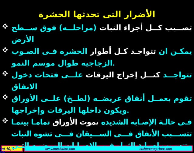 Tuta absoluta insect morphology and control | PPT