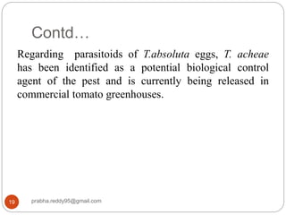 Tuta absoluta | PPTX